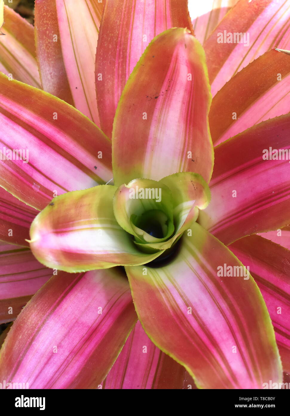 Pink bromeliad plant foliage rosette Stock Photo - Alamy
