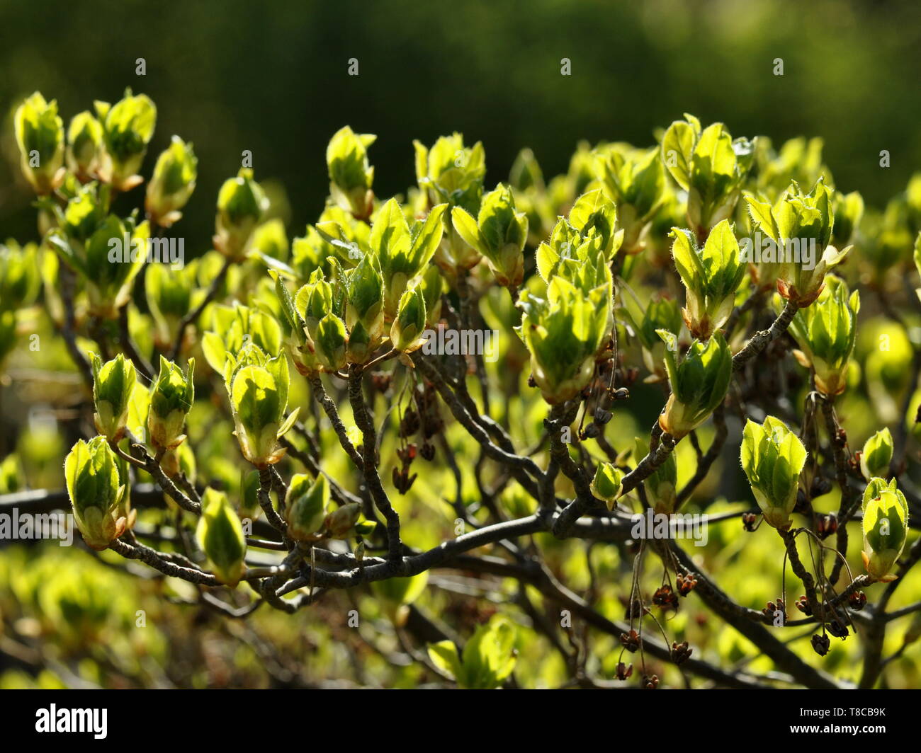 New green foliage hi-res stock photography and images - Alamy