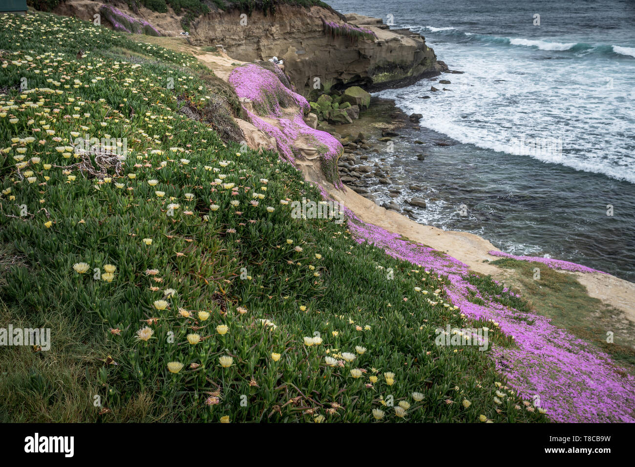 Springtime in full display along the California Coast in San Diego USA ...