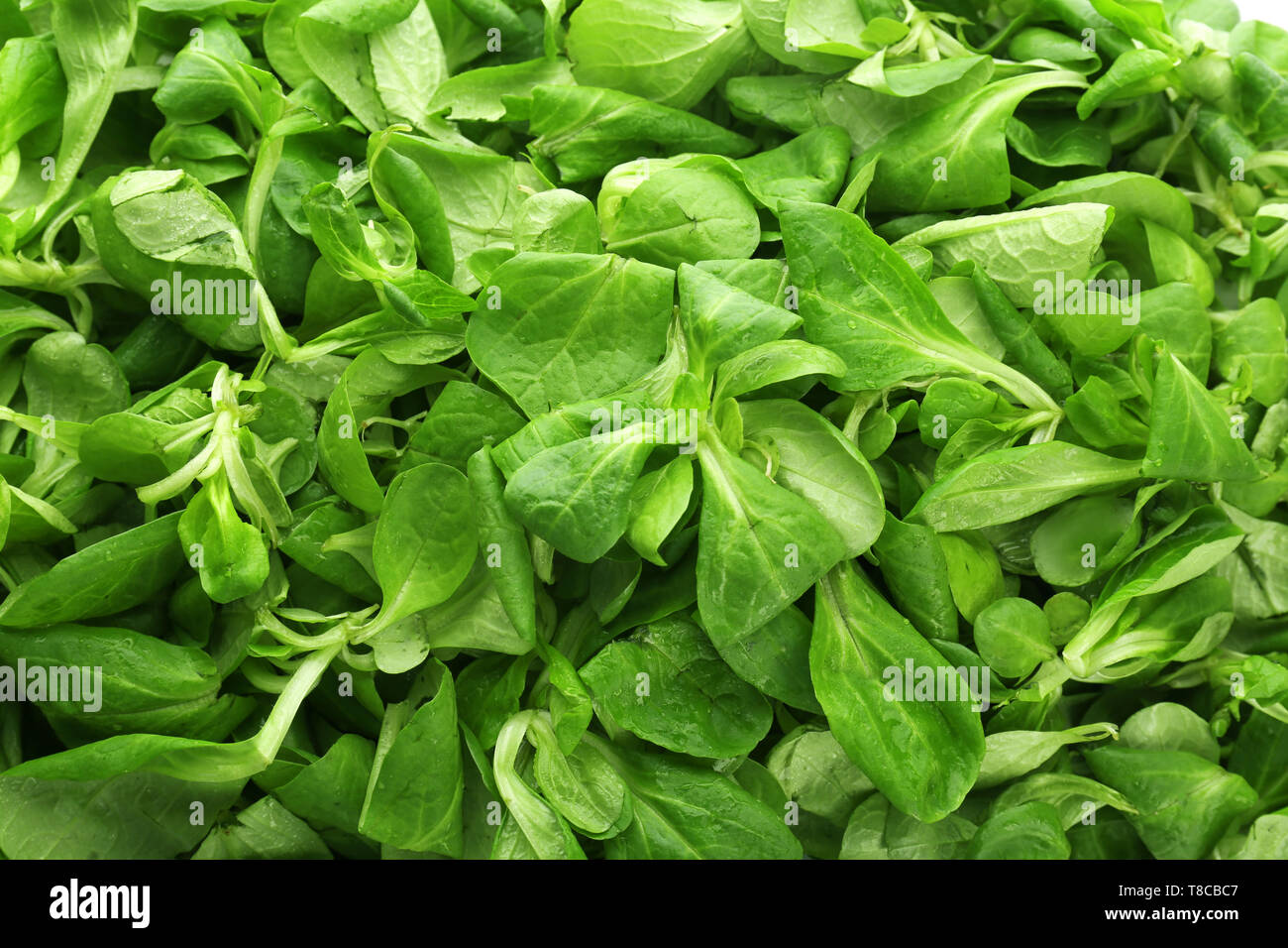 Pile fresh spinach leaves hi-res stock photography and images - Alamy