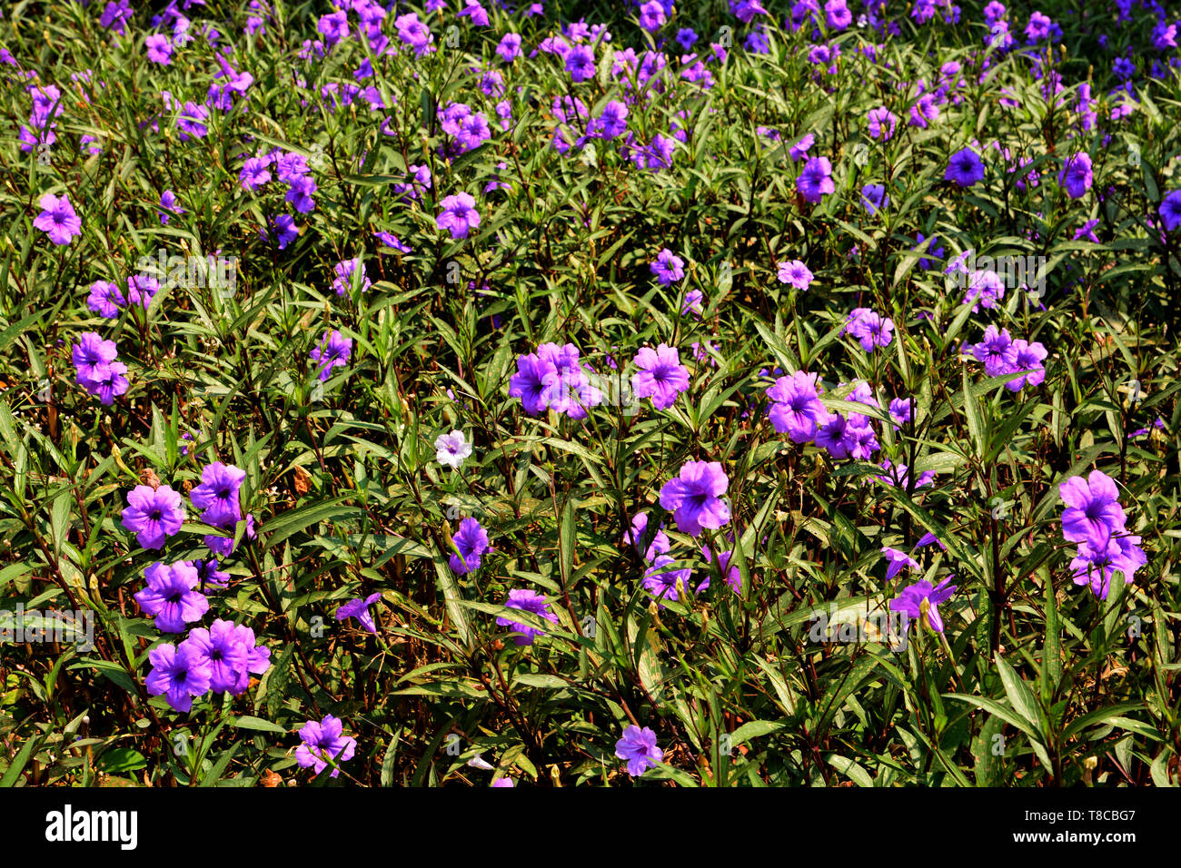 Cracker Plant High Resolution Stock Photography and Images - Alamy