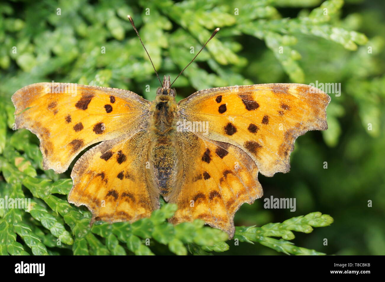 Polygonia c-Album Butterfly Stock Photo - Alamy