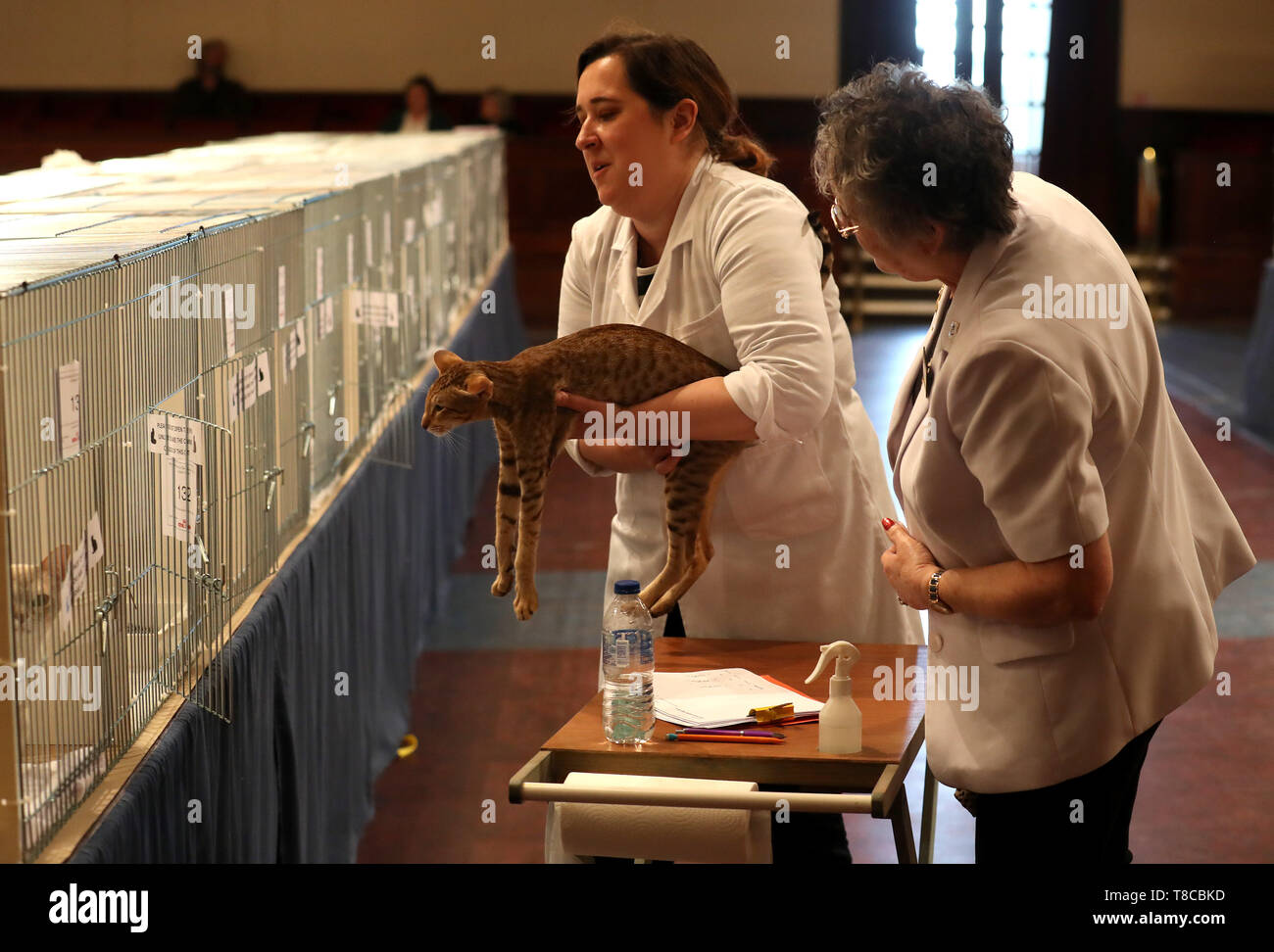 A cat is held during judging at the Nor' East of Scotland Cat Club and the Siamese Cat Society ...
