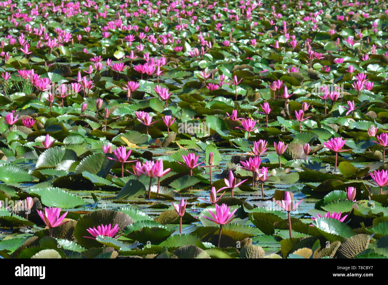 This spectacular site is home to millions of lotus flowers and ...