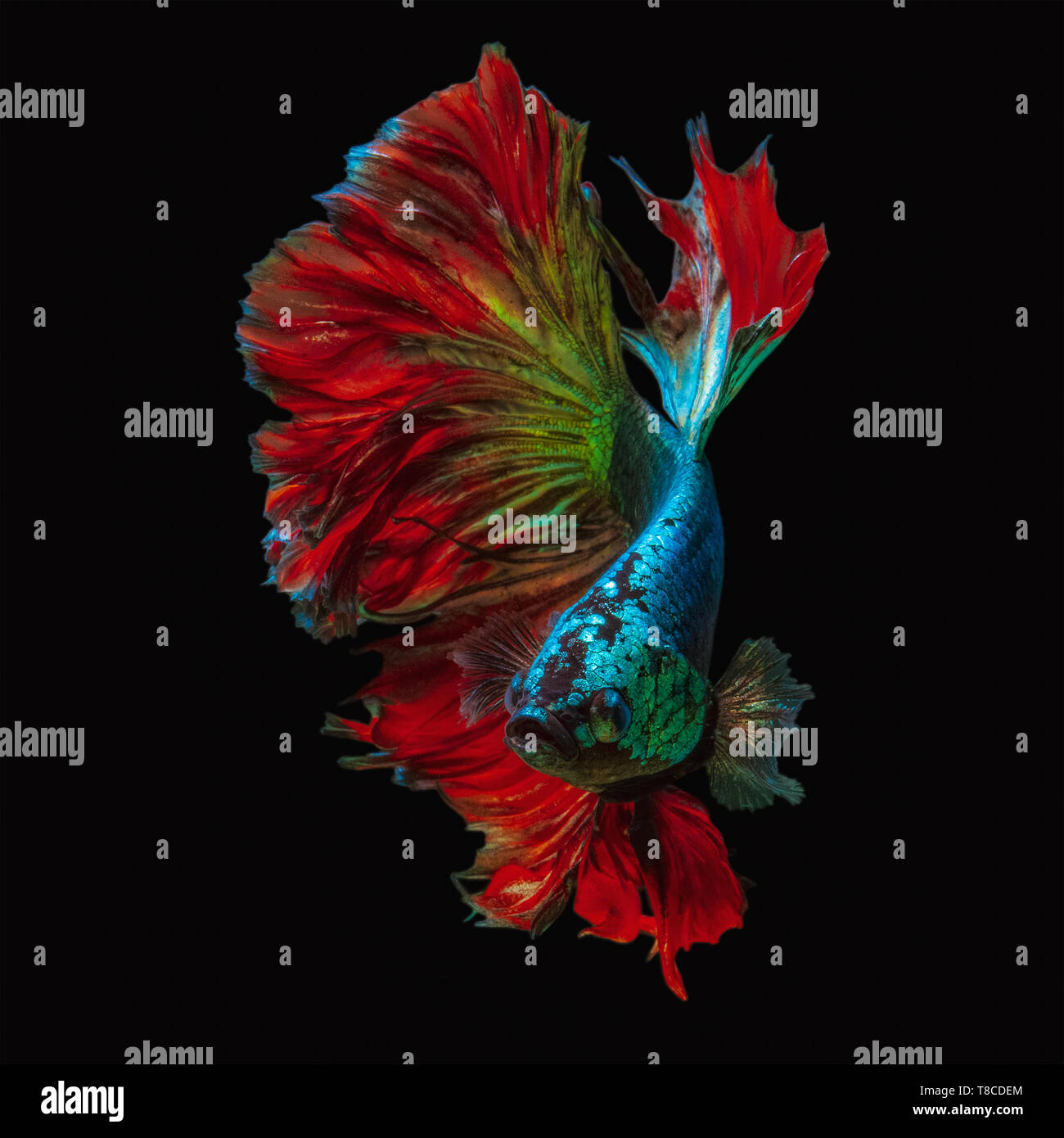 Betta fish, siamese fighting fish "half moon" isolated on black ...