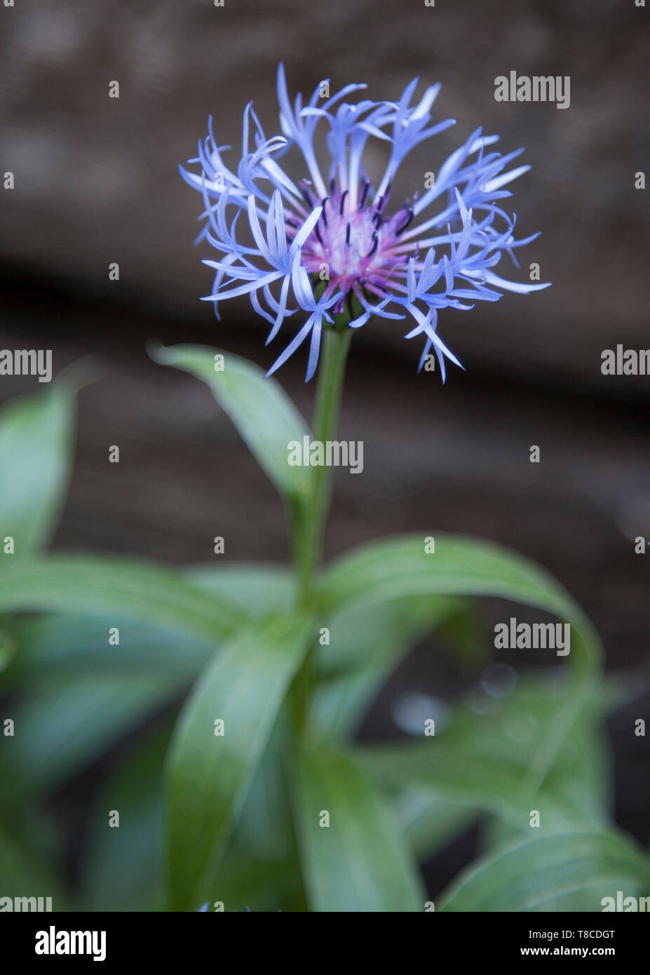 CENTAUREA CYANUS or Cornflower has been the national flower of Estonia ...