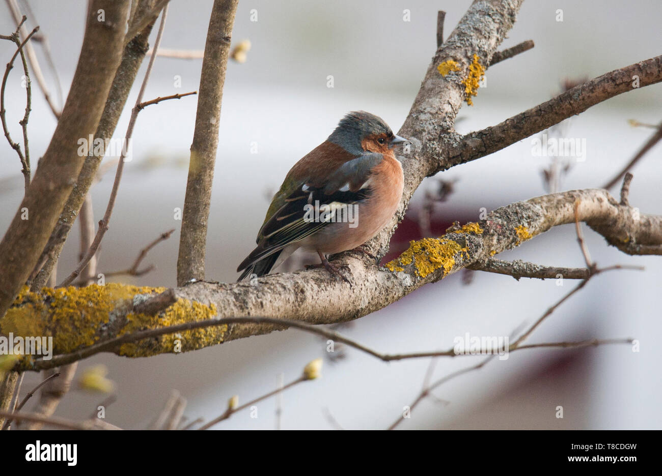 Common chaffinc hi-res stock photography and images - Alamy