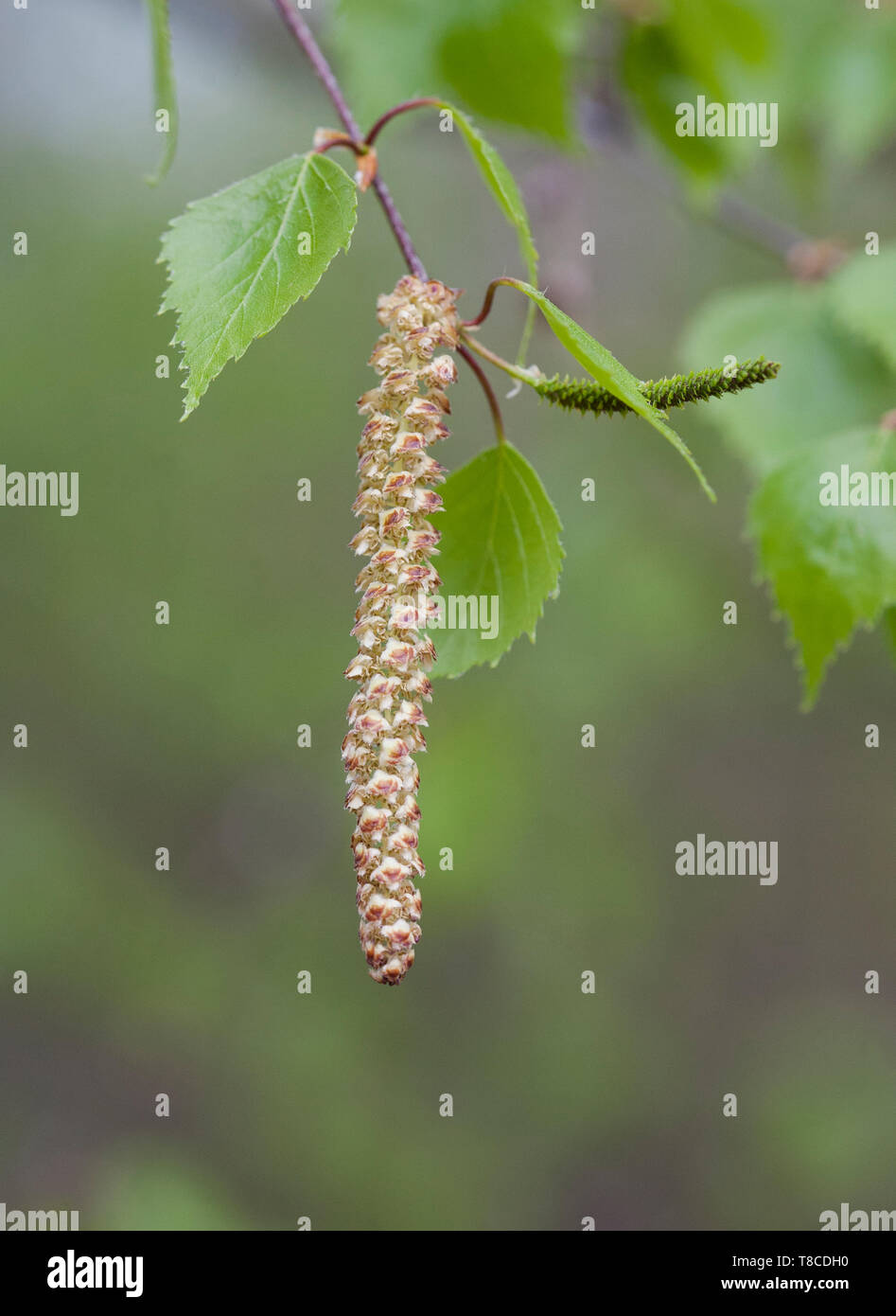 BIRCHTREE CATKINS at spring Stock Photo - Alamy