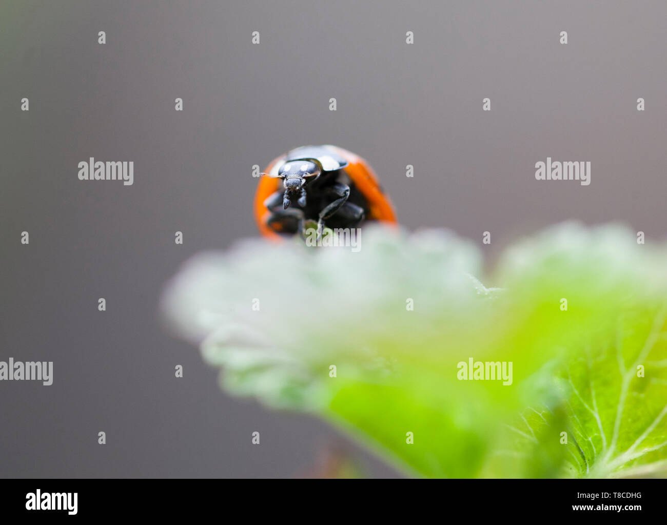 Lady bird garden hi-res stock photography and images - Alamy