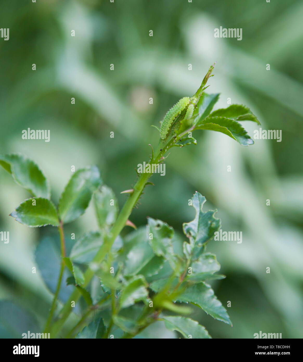 Larva hi-res stock photography and images - Alamy