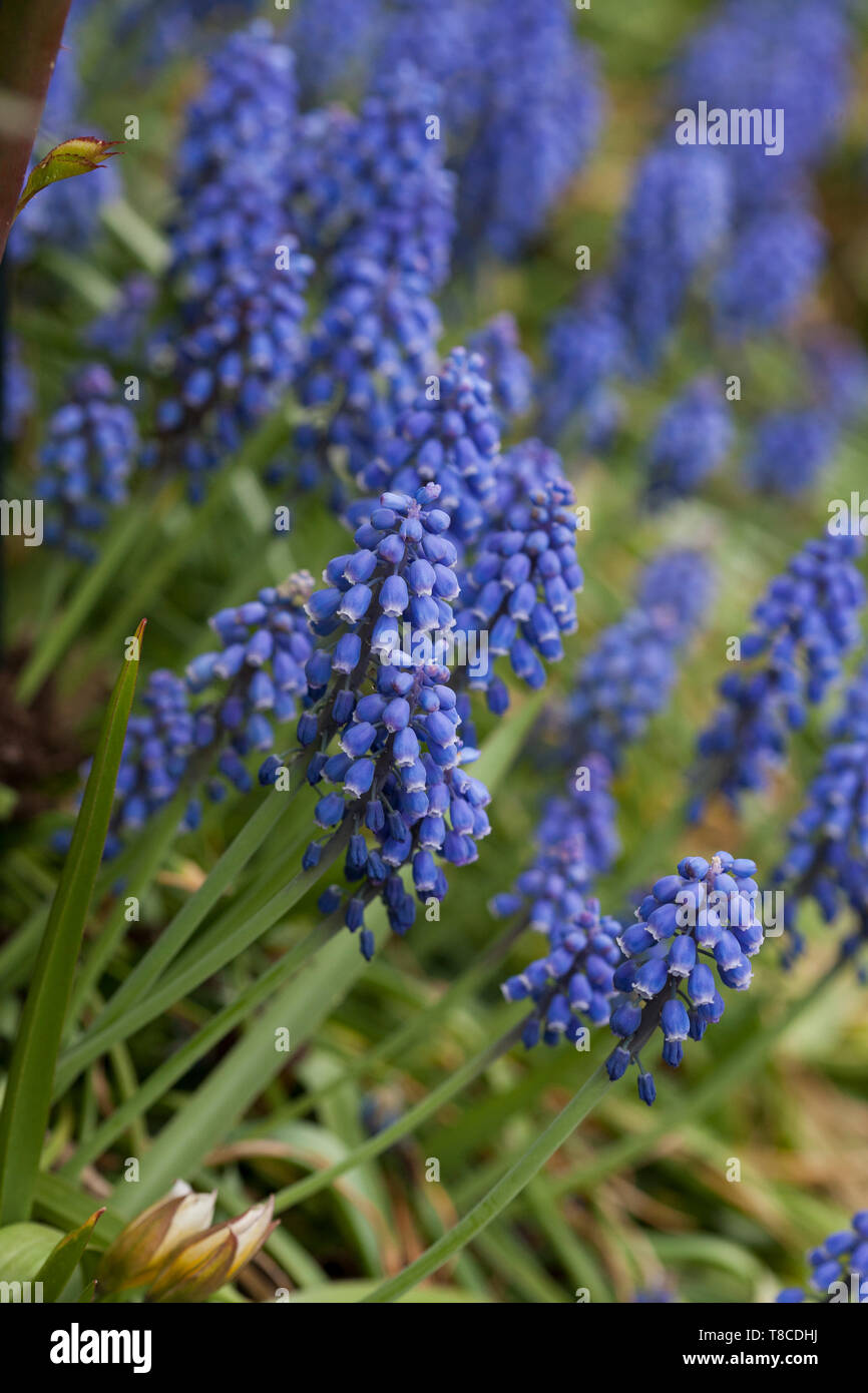 Swedish spring flowers hi-res stock photography and images - Alamy