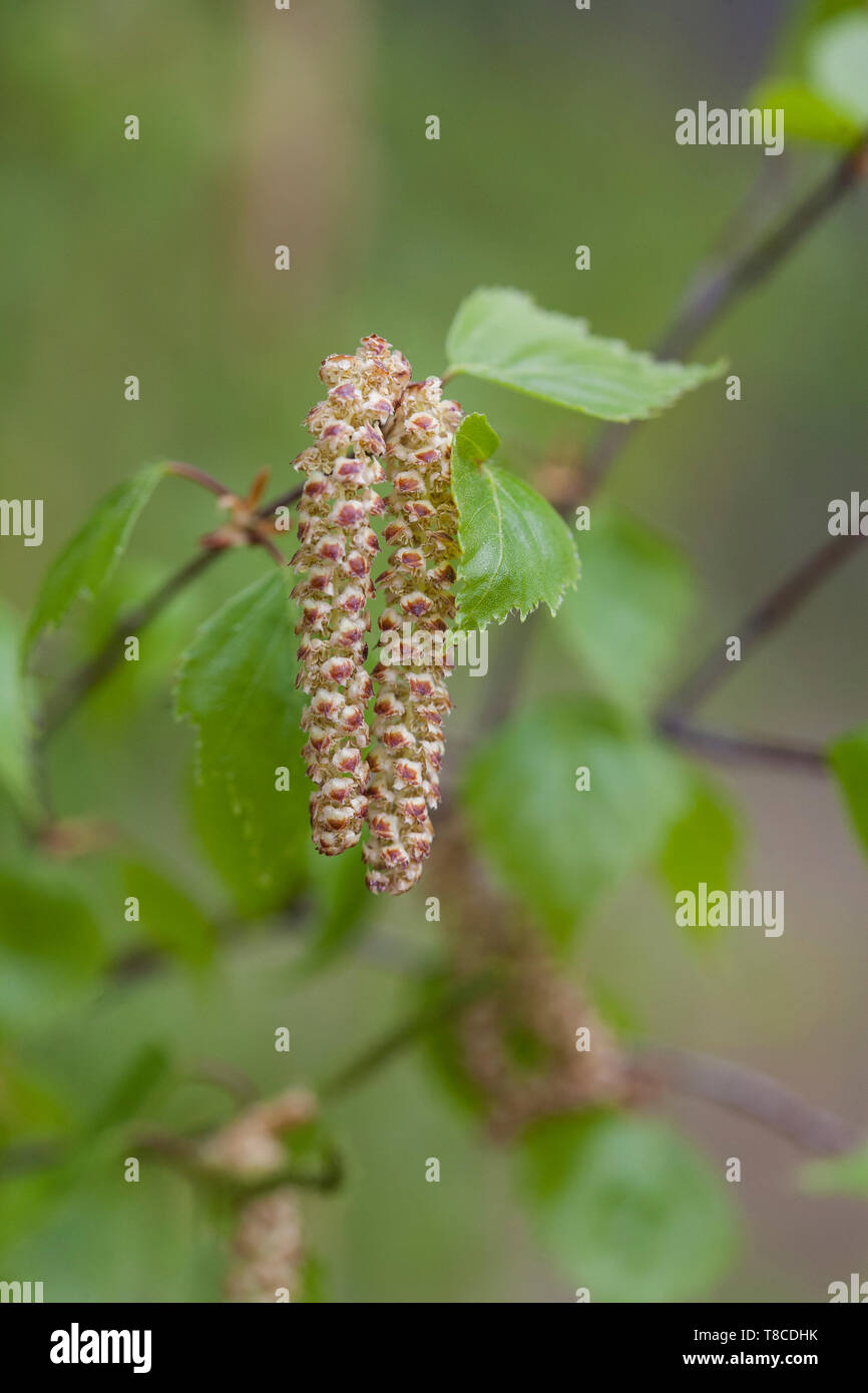 BIRCHTREE CATKINS at spring Stock Photo - Alamy