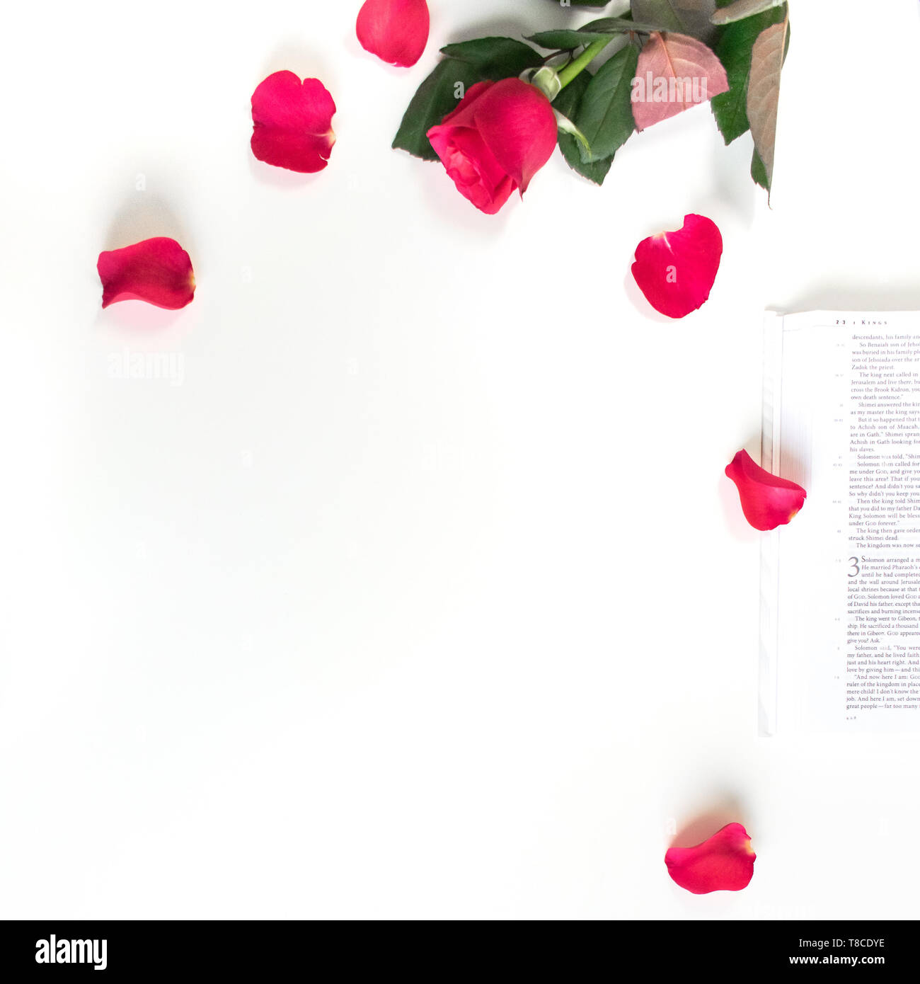 Flat lay: Red rose, red petals and a Bible on a white table. Clean ...