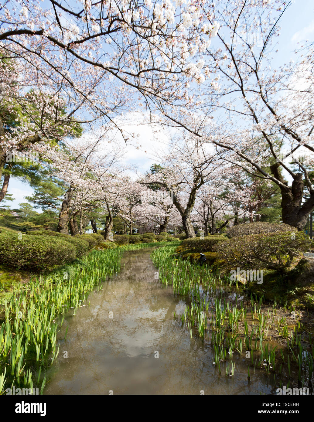 Stream passing through cherry blossoms in spring, Kenrokuen gardens ...