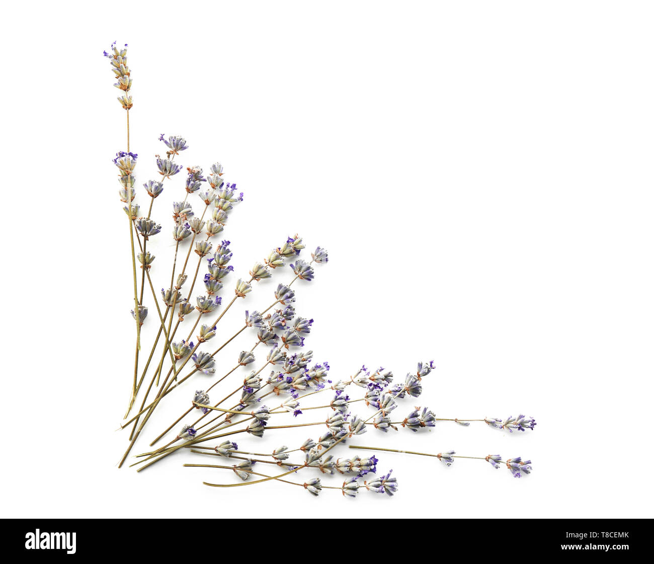 Beautiful blooming lavender flowers Cut Out Stock Images & Pictures - Alamy