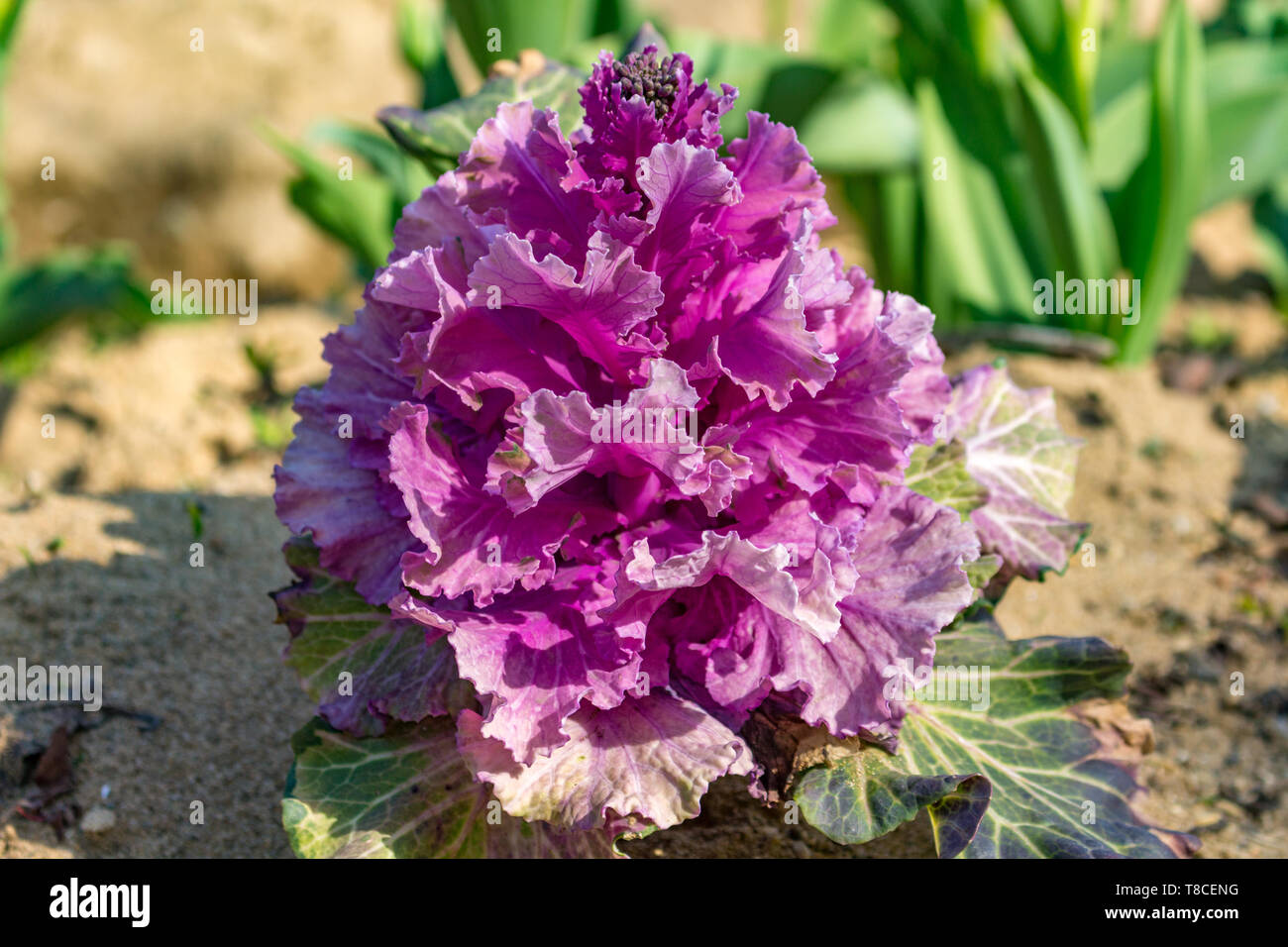 Purple cabbage, (Japanese: aka kabetsu), spring, Kanazawa, Ishikawa ...