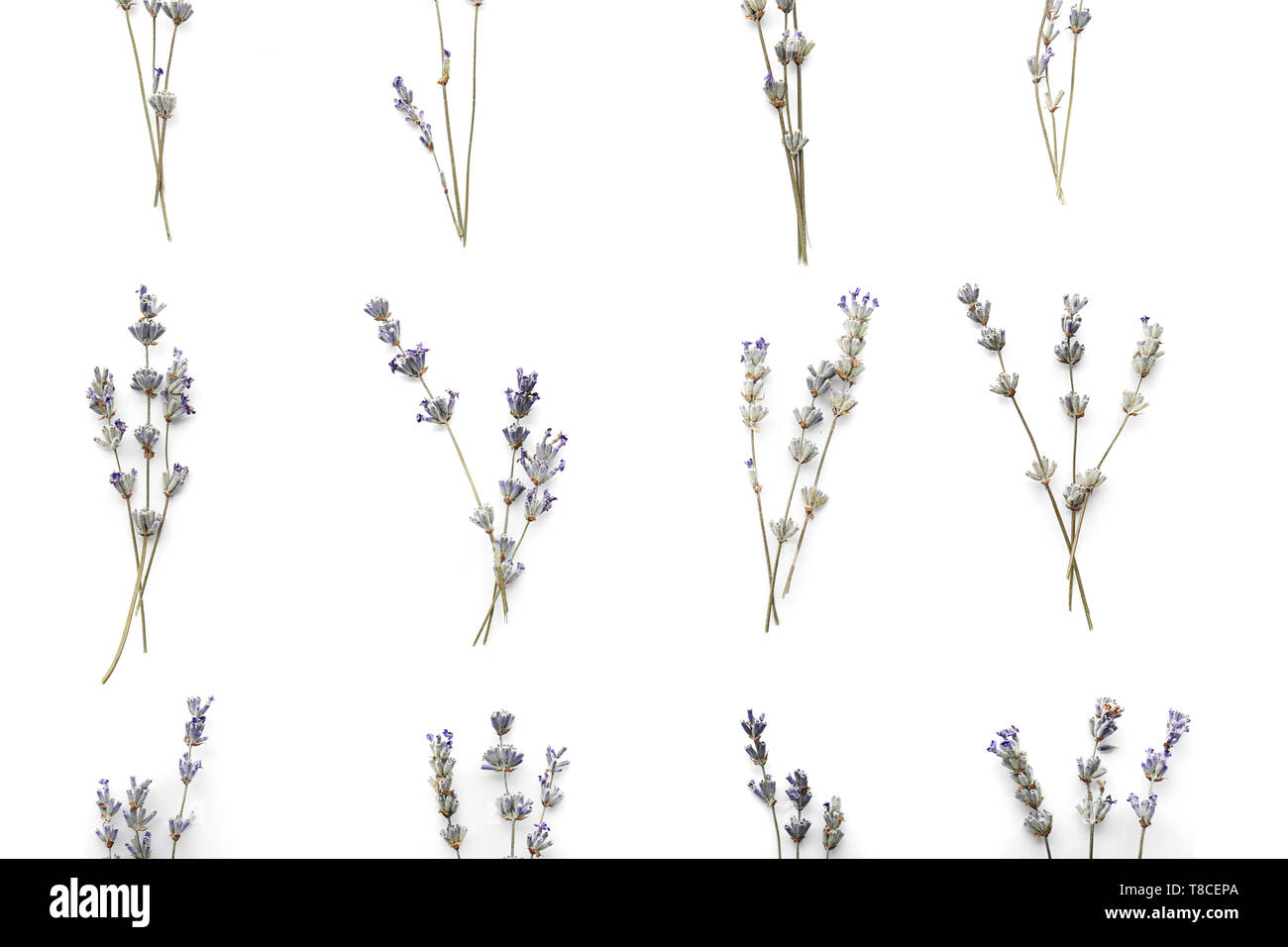 Beautiful blooming lavender flowers Cut Out Stock Images & Pictures - Alamy