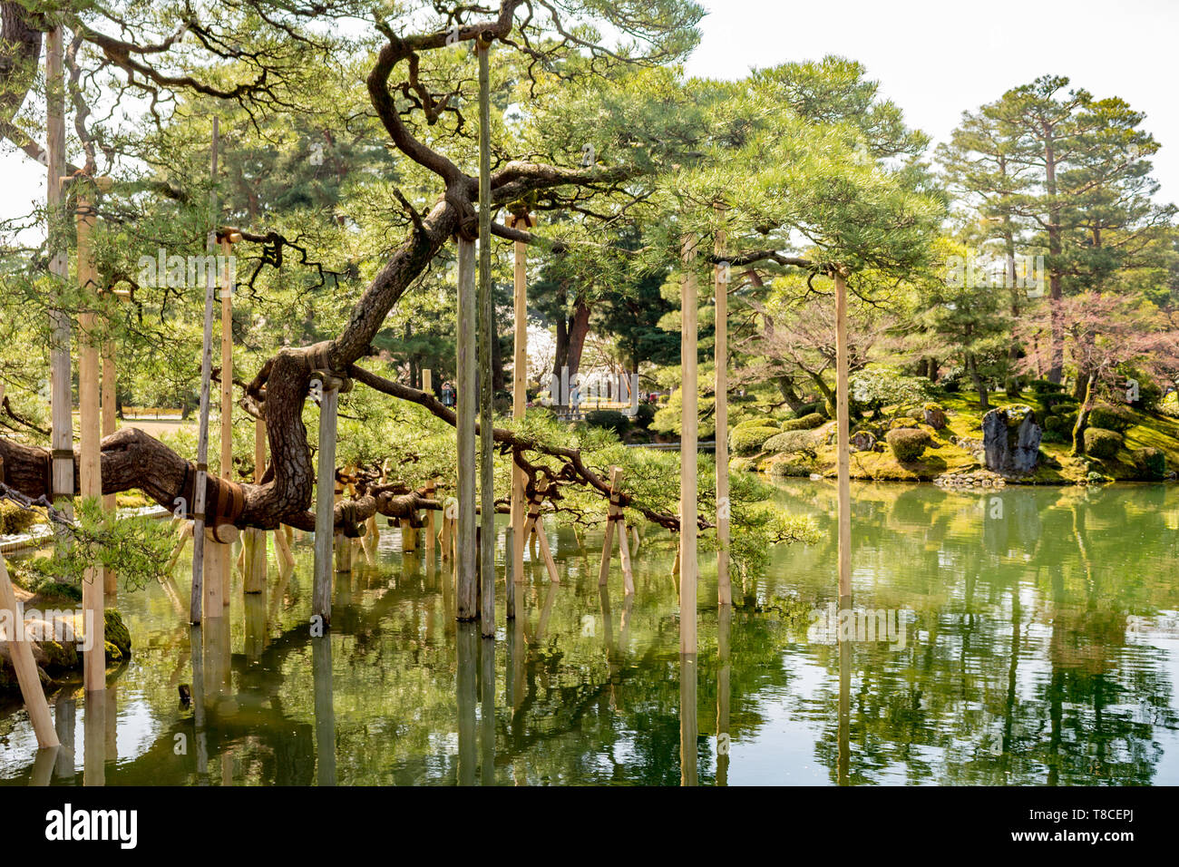 Pine trees with wooden supports in Kenrokuen gardens, Kanazawa ...