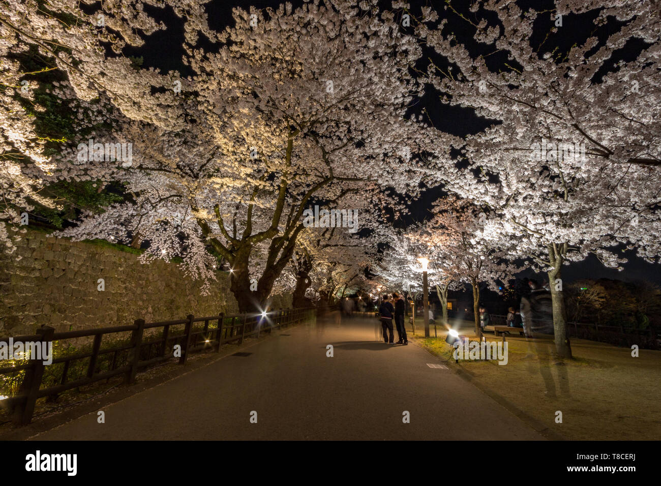 Spring cherry blossom viewing (known as hanami in Japanese) at Kanazawa ...
