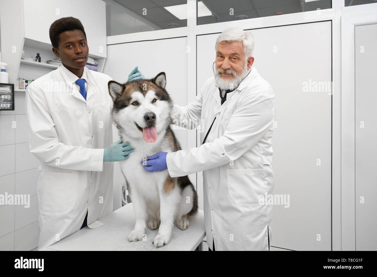 Happy veterinarians working with animals in modern clinic. Beautiful ...