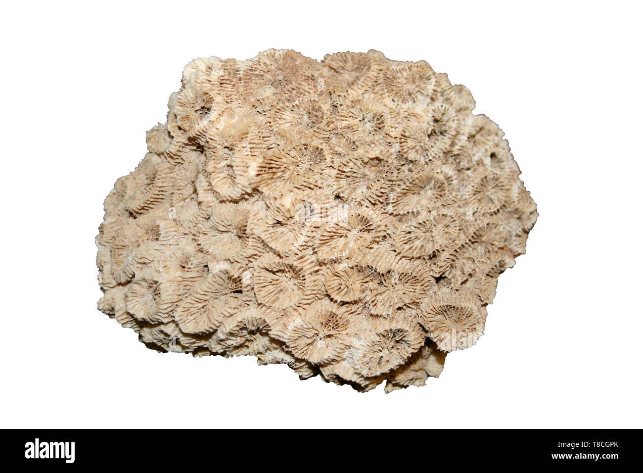 Fossilized coral hi-res stock photography and images - Alamy