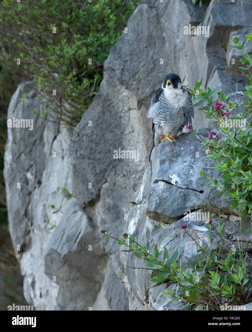 Peregrine Falcon (Falco peregrinus) perched on cliff ledge, Avon Gorge ...