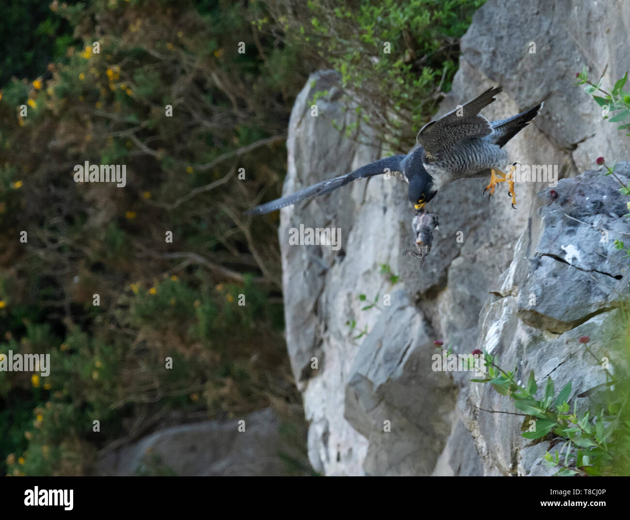 Peregrine Falcon (Falco peregrinus) take of from cliff face with prey ...