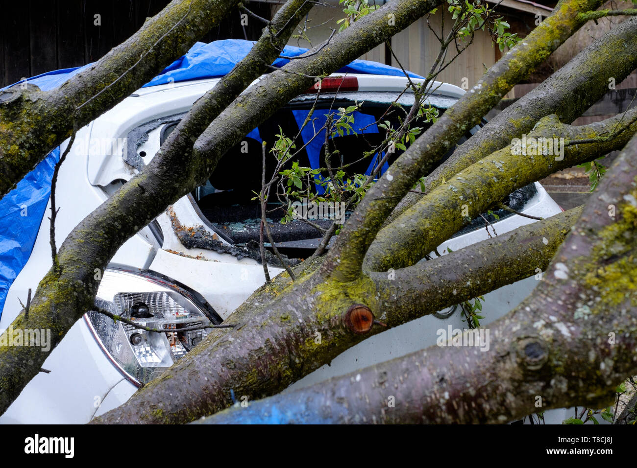 Car crushed tree hi-res stock photography and images - Alamy