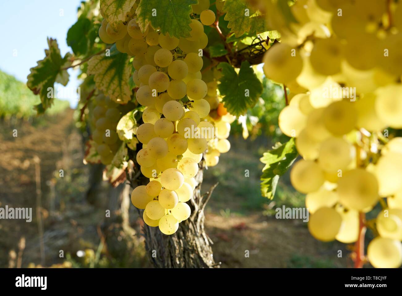 Chasselas hi-res stock photography and images - Alamy