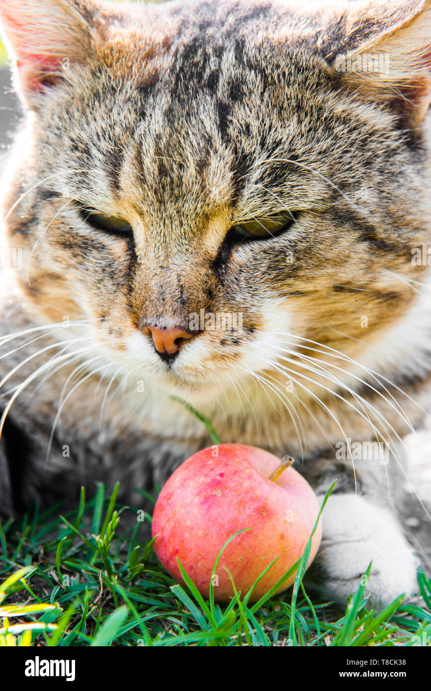 Cat In Apple Tree Stock Photos & Cat In Apple Tree Stock Images - Alamy