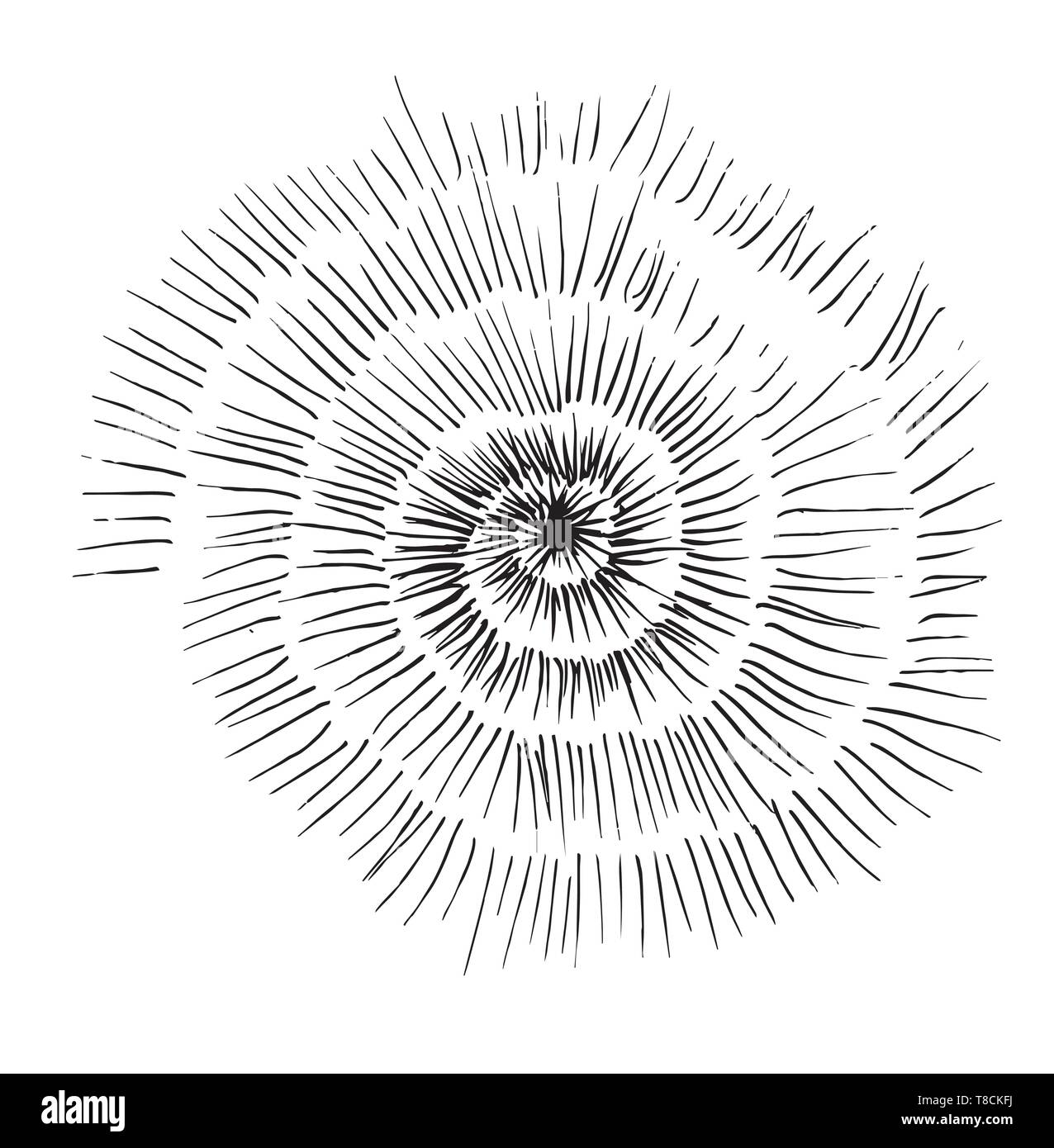 Black white illustration of a petrified snail shell Stock Vector Image ...