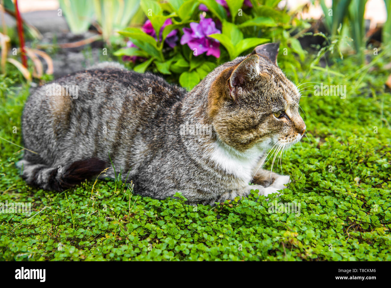 Hydrangea macrophylla and tabby cat on green grass background Stock ...