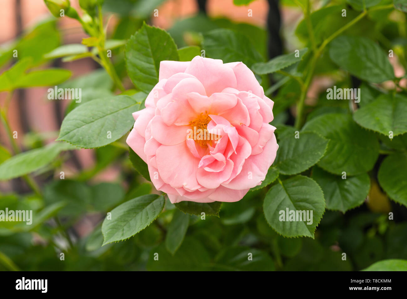 Flowers of pink rose growing in nature Stock Photo - Alamy