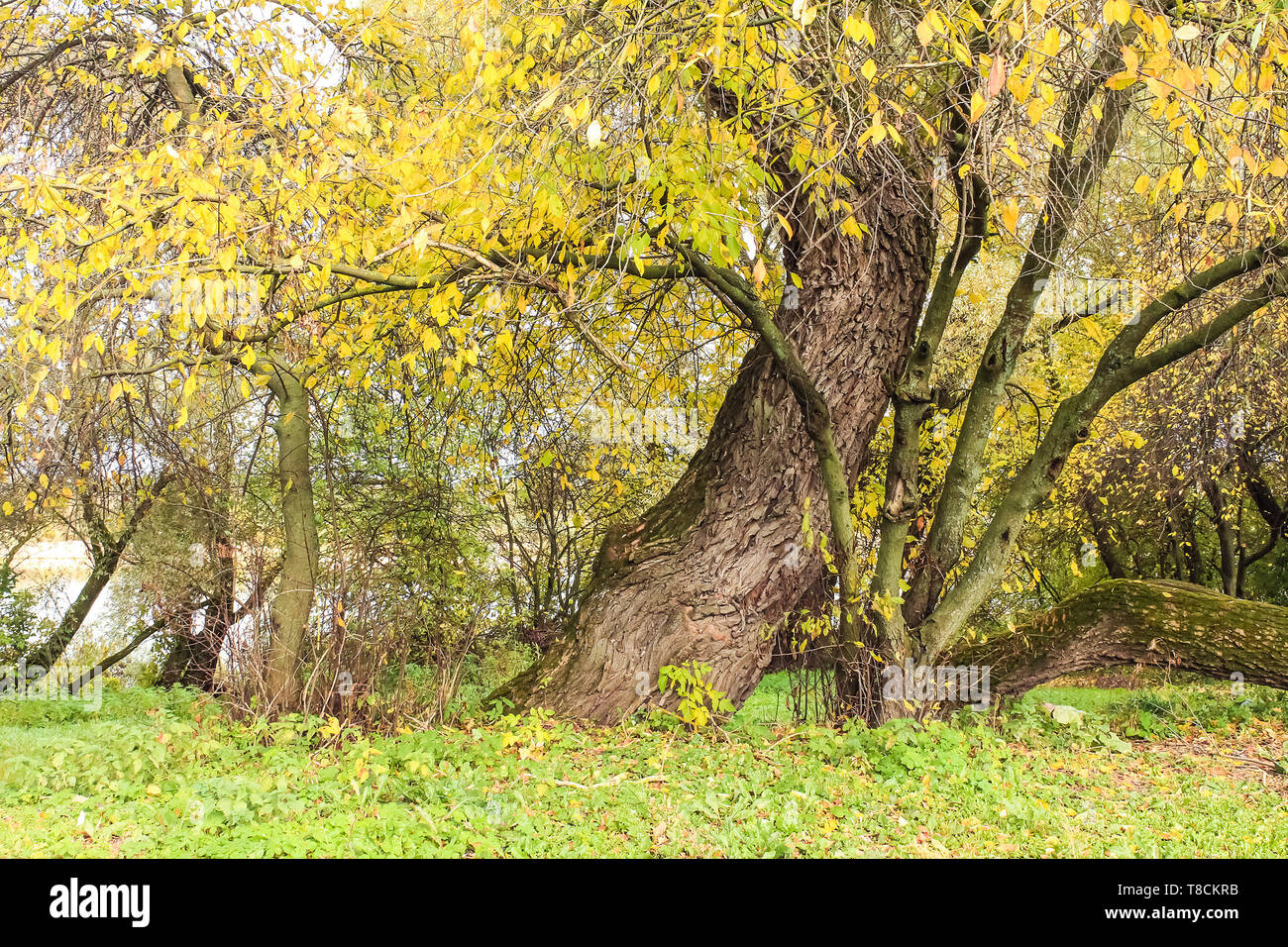 Fat tree hi-res stock photography and images - Alamy