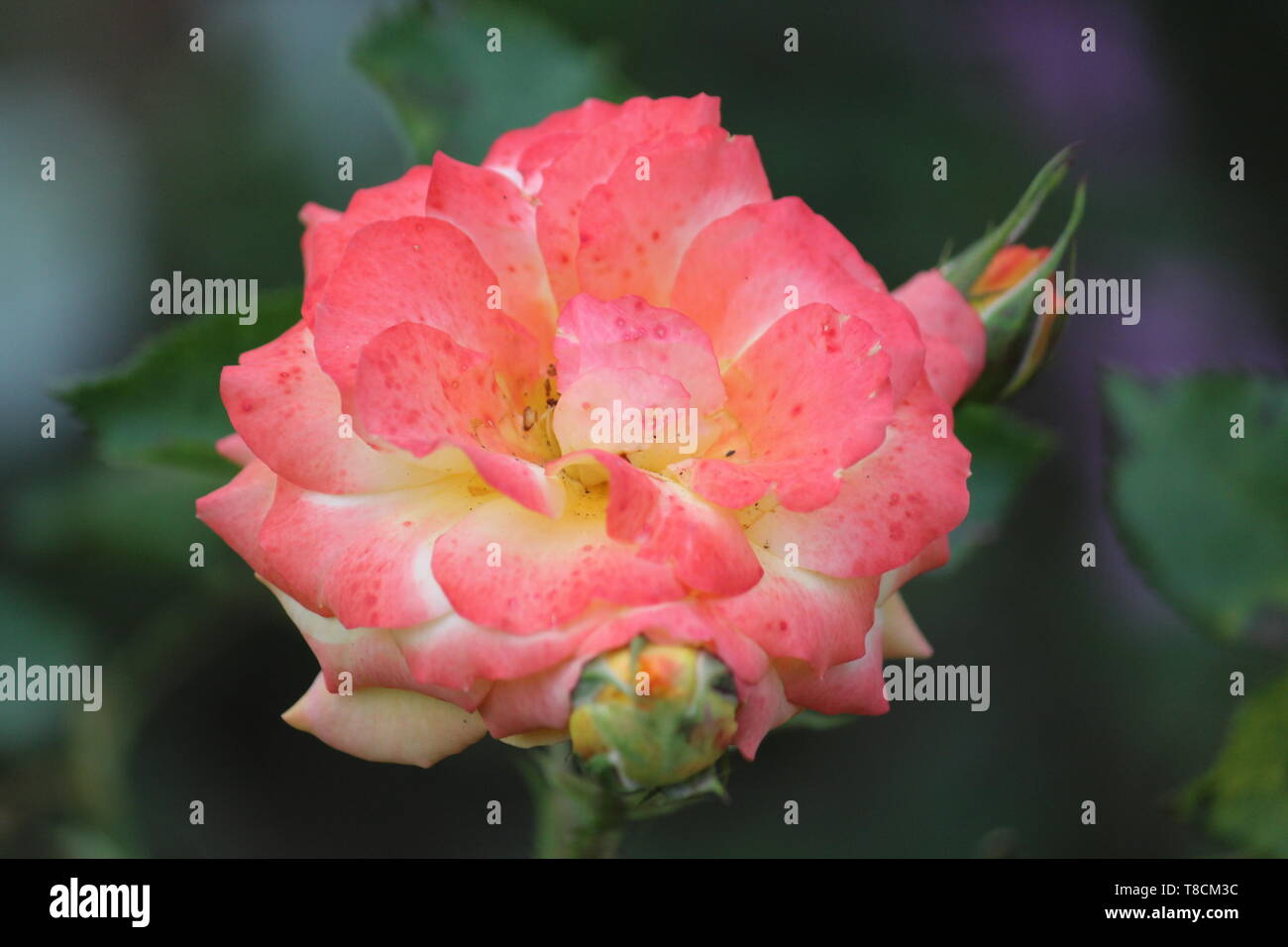 Pretty Pink Rose in the garden Stock Photo - Alamy