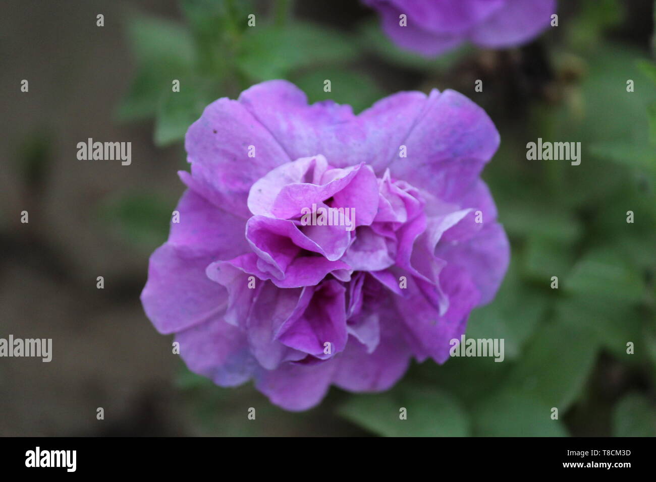 Double pink geranium hi-res stock photography and images - Alamy