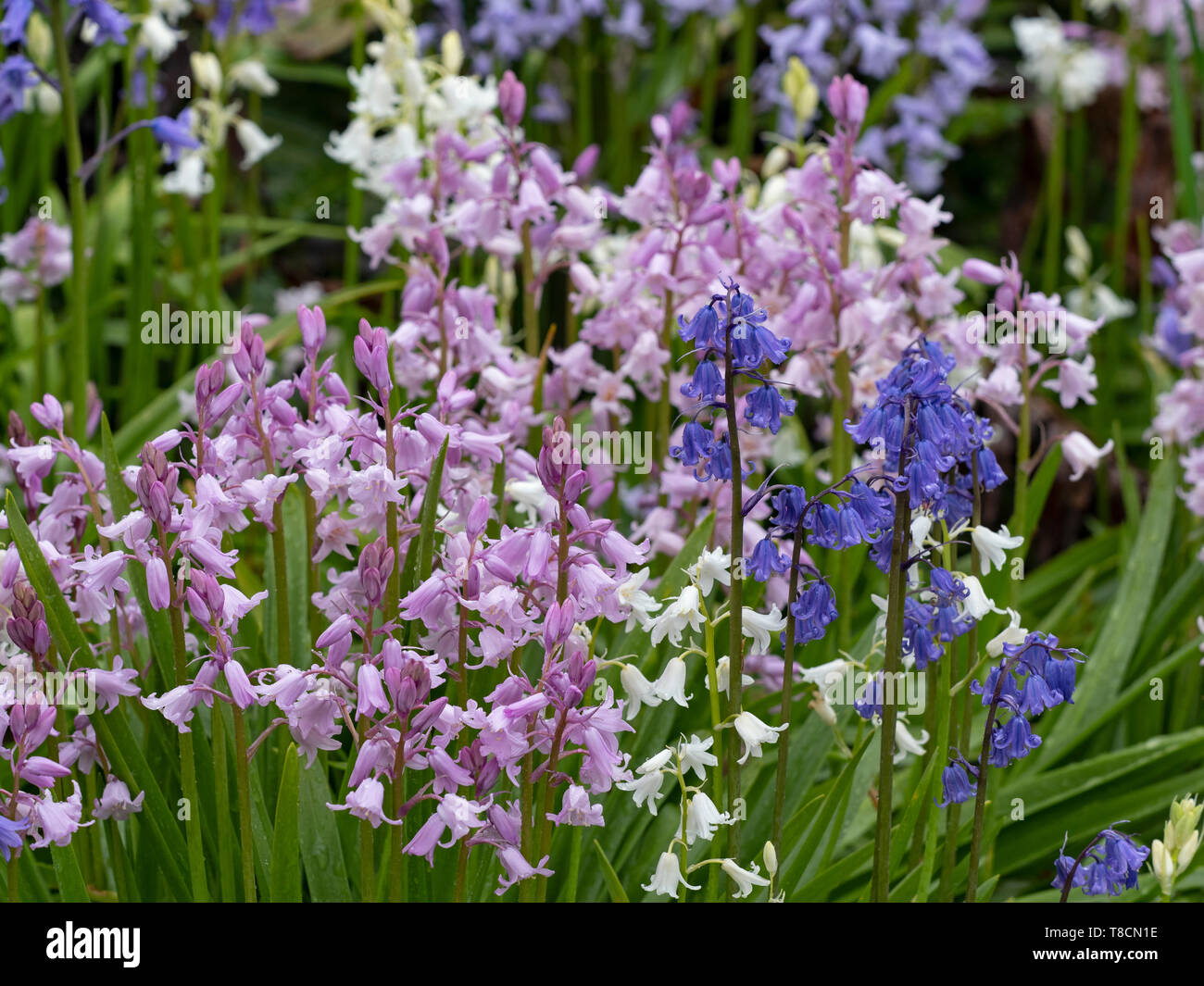 Planted in flower border hi-res stock photography and images - Alamy