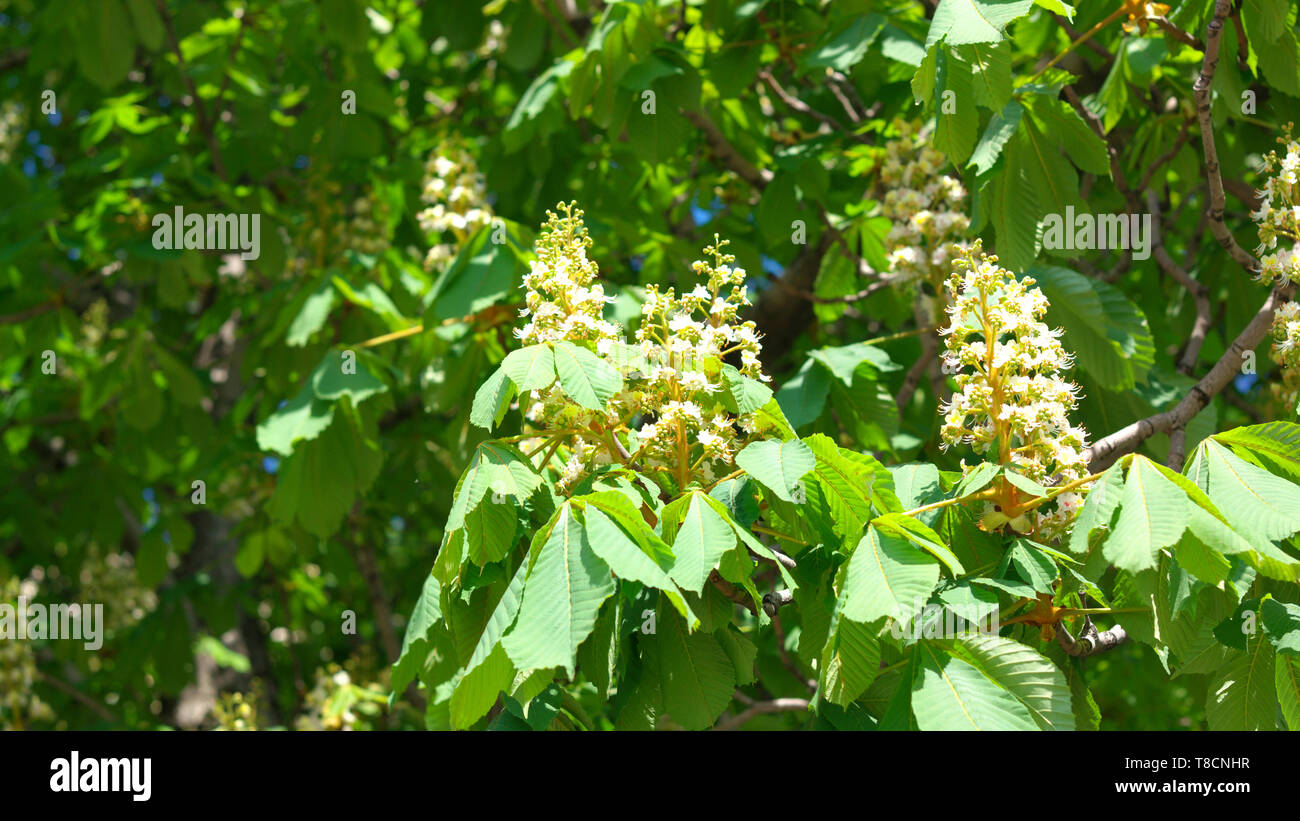 chestnut at spring Stock Photo - Alamy