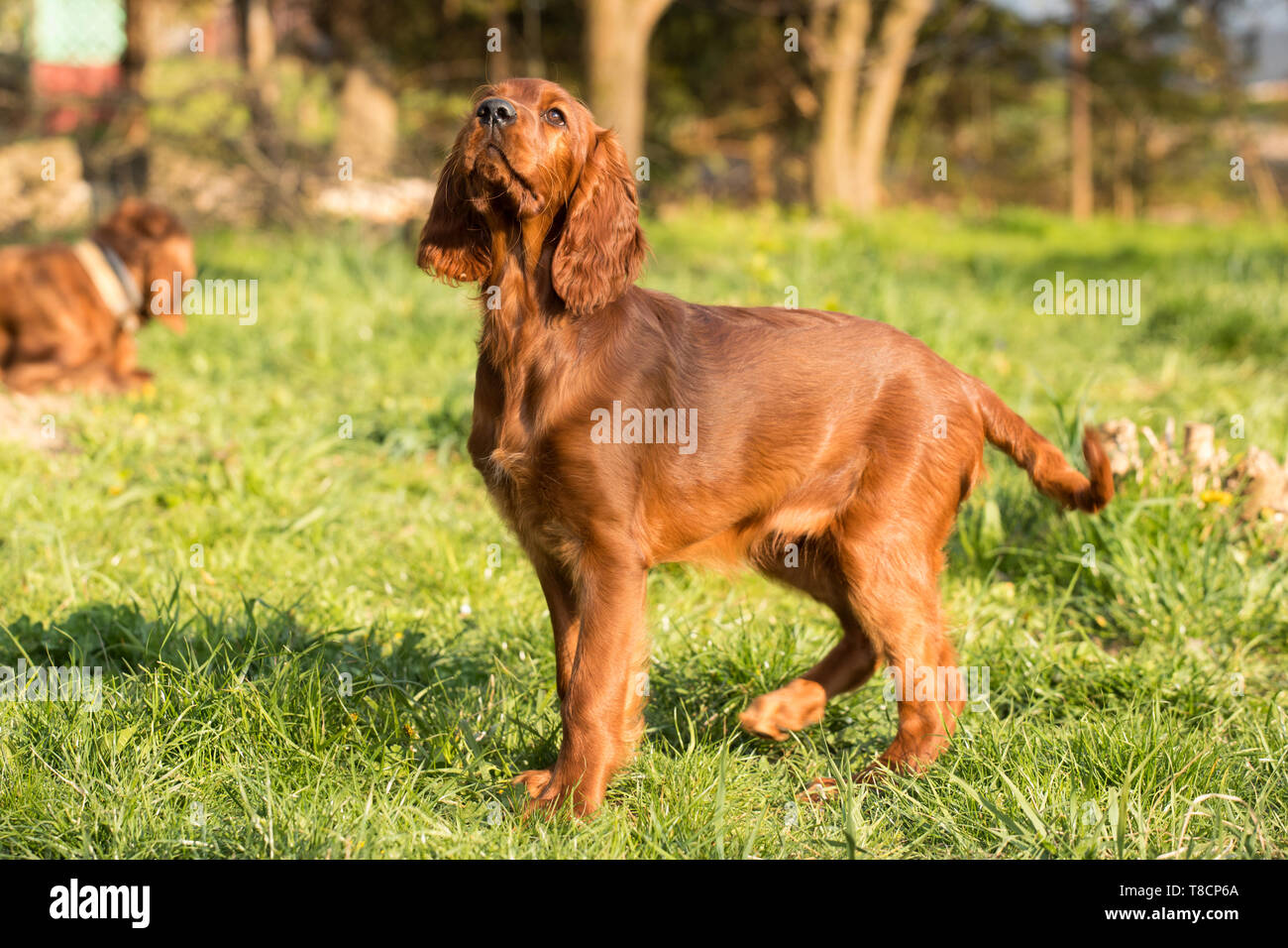 portrait of a puppy dog in the garden. Irish setter puppy dog Stock ...
