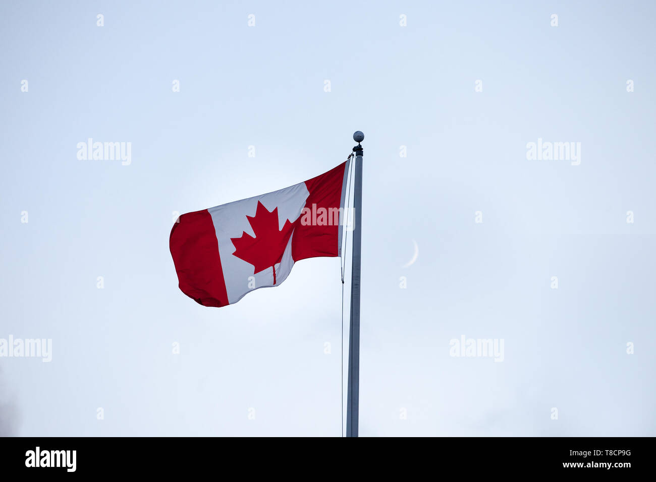Canadian flag, with its iconic red maple leaf, waiving in the air on a ...