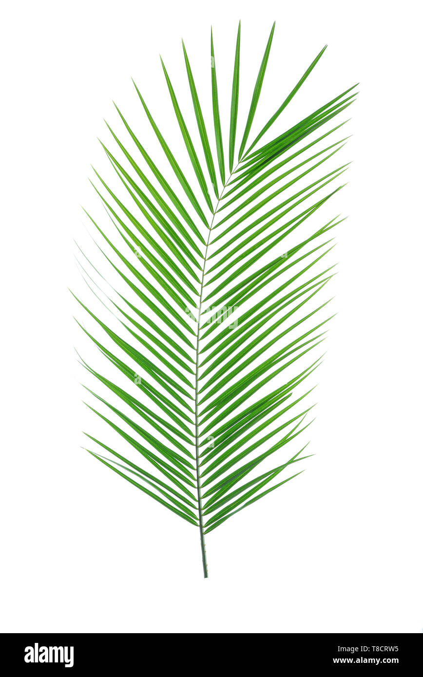 Summer background exotic weekend Cut Out Stock Images & Pictures - Alamy