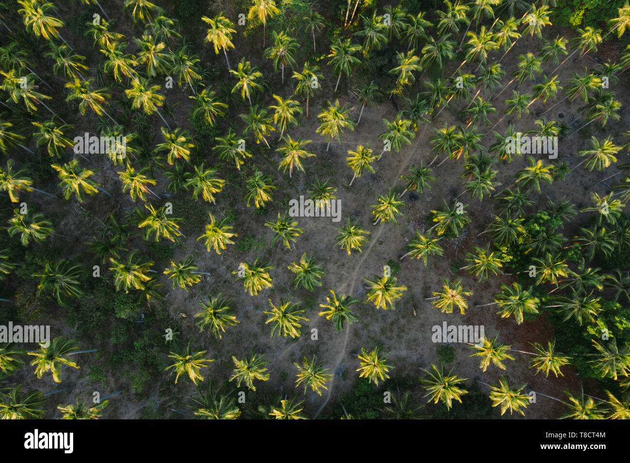 Top down aerial palm trees hi-res stock photography and images - Alamy