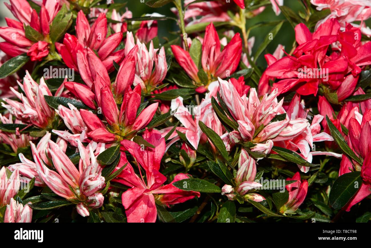 Rhododendron pink spider hi-res stock photography and images - Alamy