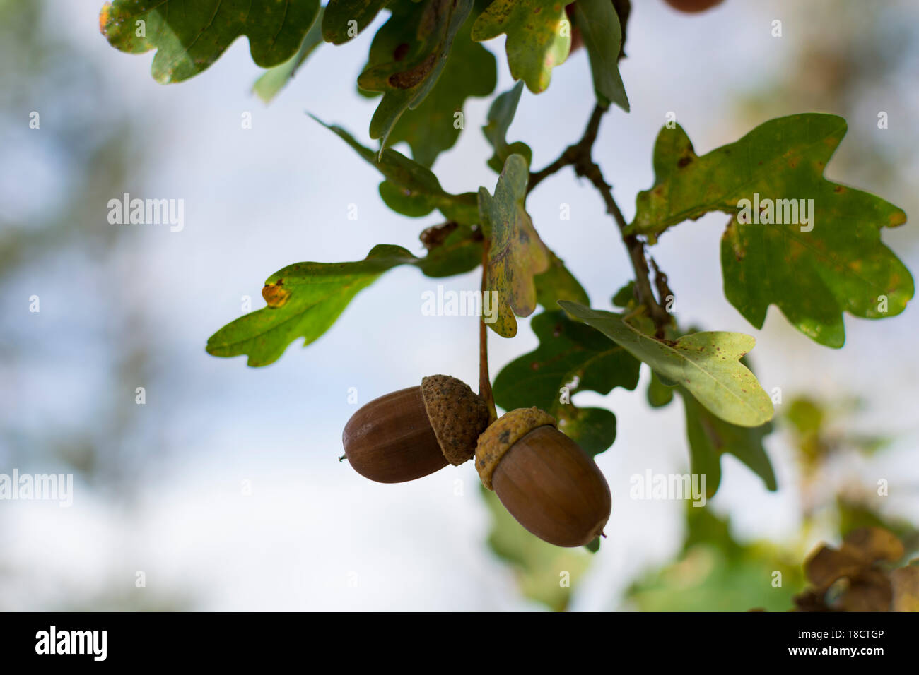 Hanging acorns hi-res stock photography and images - Alamy