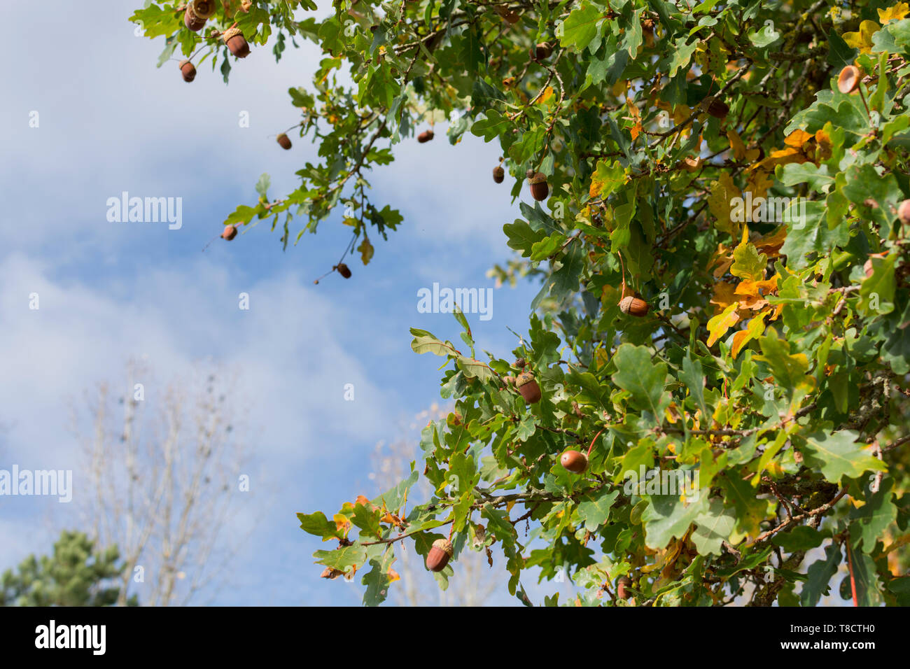 Hanging Acorns High Resolution Stock Photography and Images - Alamy