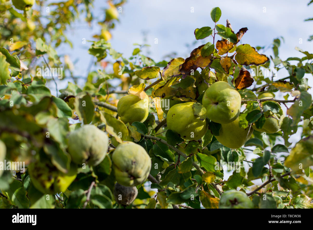 quinces on the tree Stock Photo - Alamy