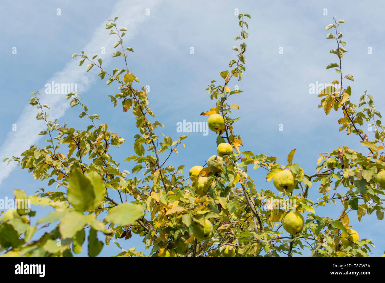 Quinces on the tree hi-res stock photography and images - Alamy