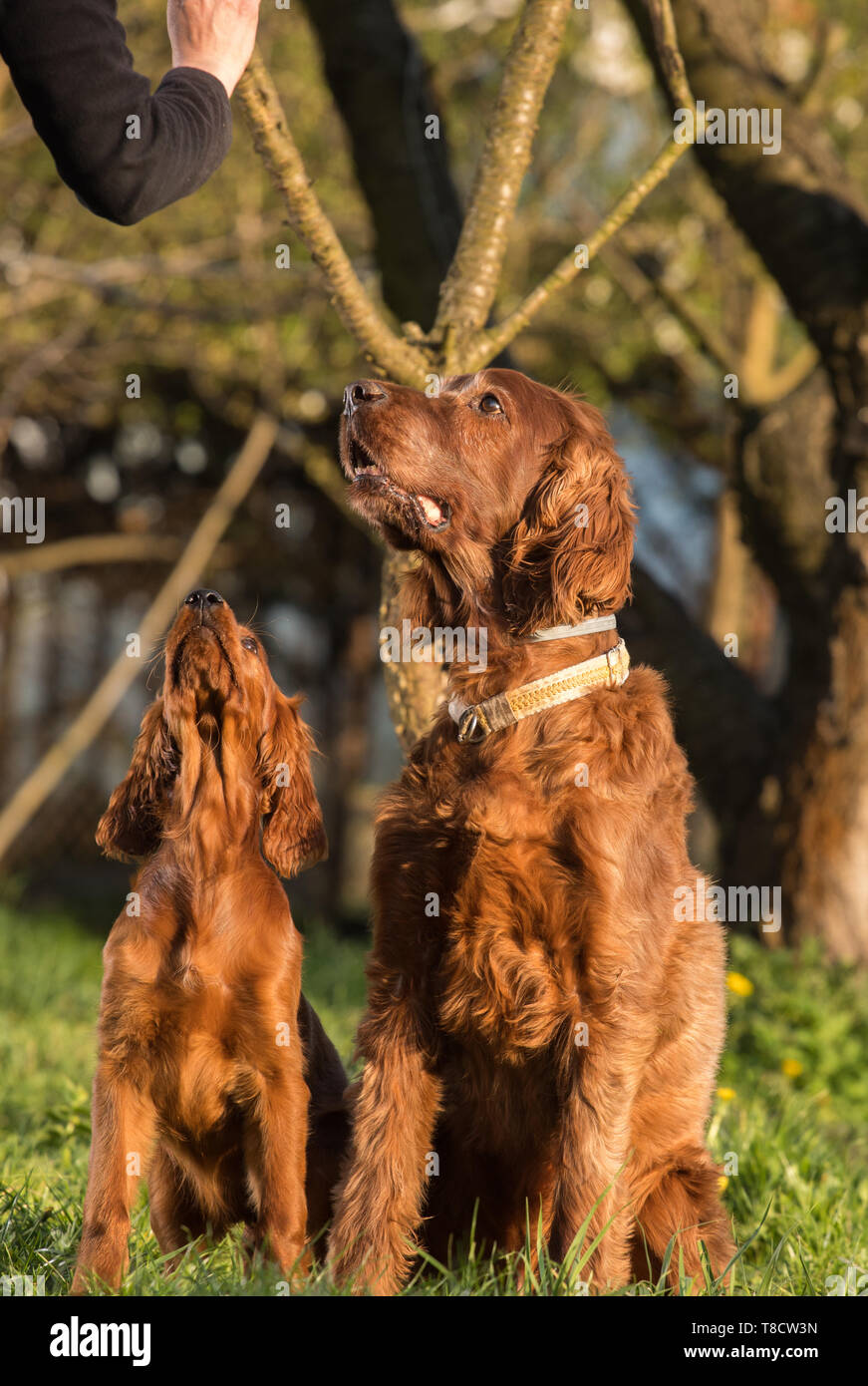 Irish setters hi-res stock photography and images - Alamy
