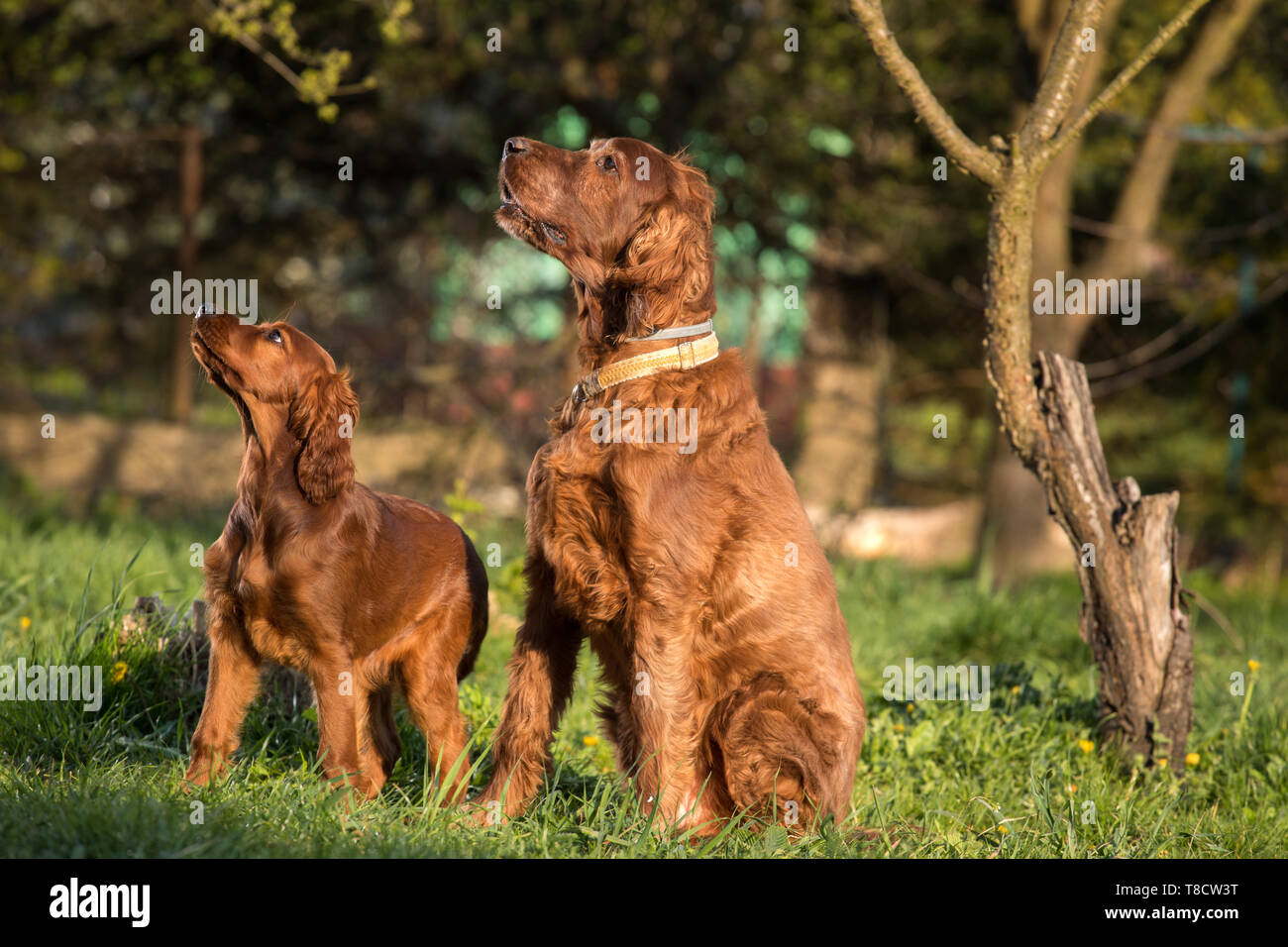 Irish setters hi-res stock photography and images - Alamy