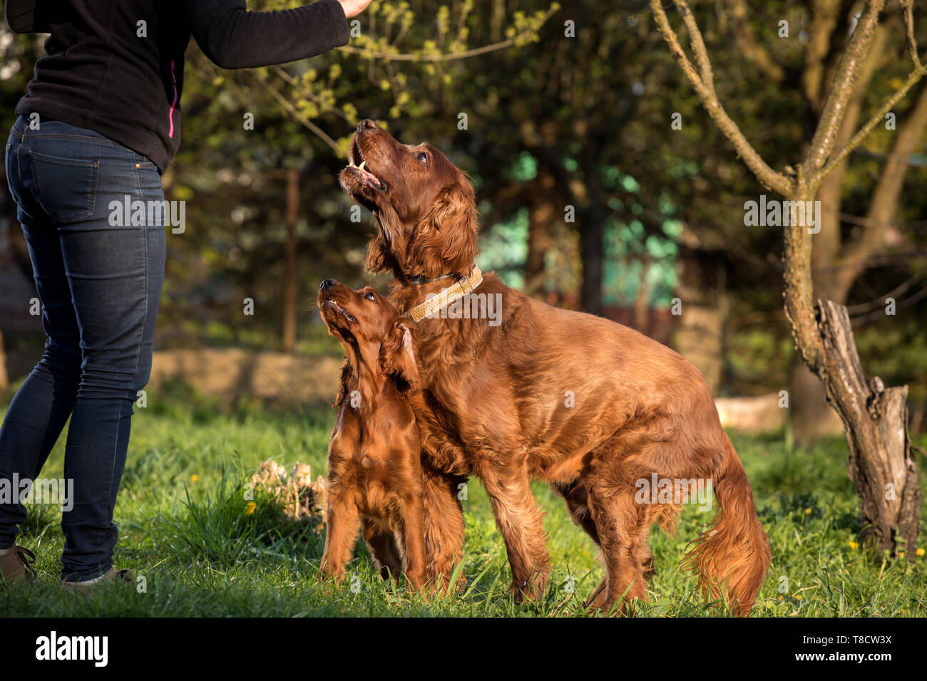 Irish setters hi-res stock photography and images - Alamy